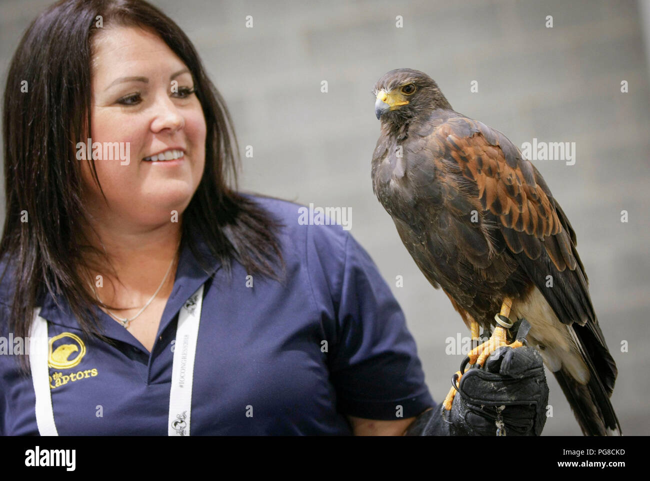 Harriss hawk on arm hi-res stock photography and images - Alamy