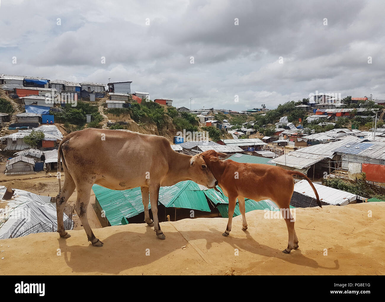 13 August 2018, Bangladesh, Cox's Bazar: Two cows are standing in front ...