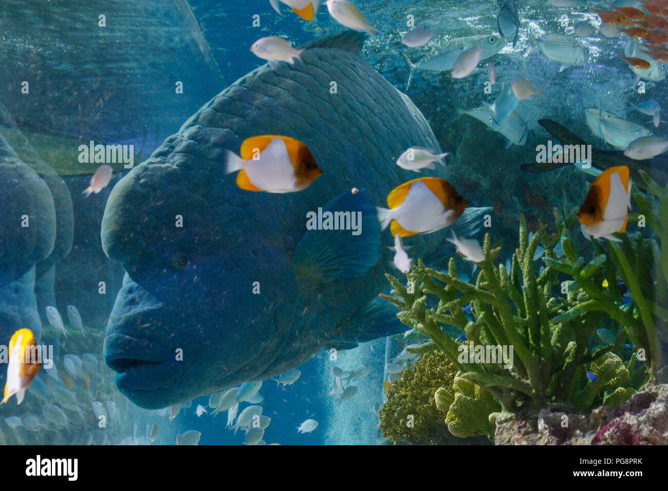 Tropical fish swim leisurely in the aquarium set up outside Ginza Sony ...