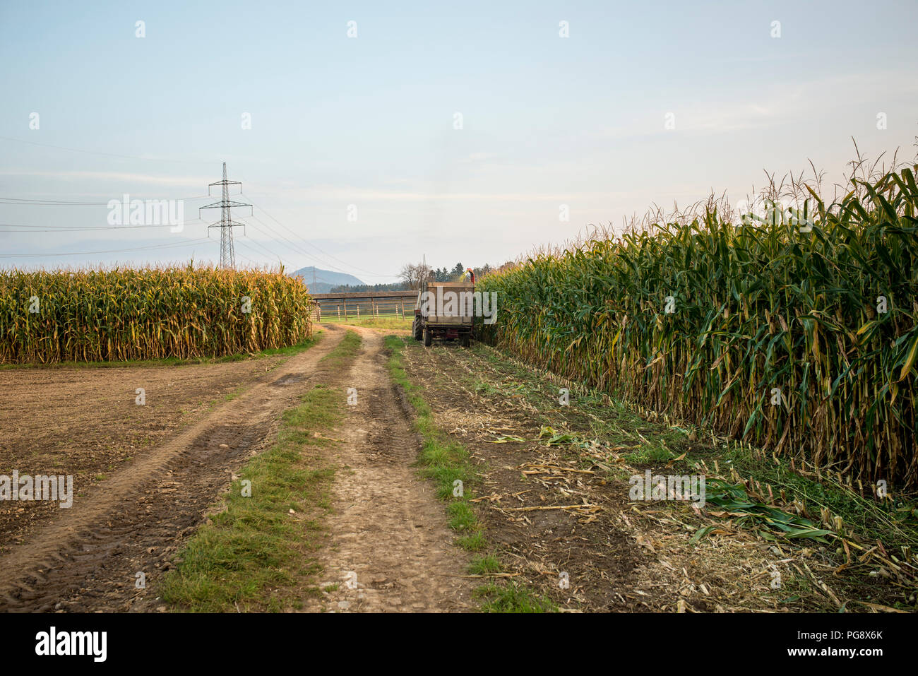 Corn field being harvested by a tractor in late summer Stock Photo - Alamy