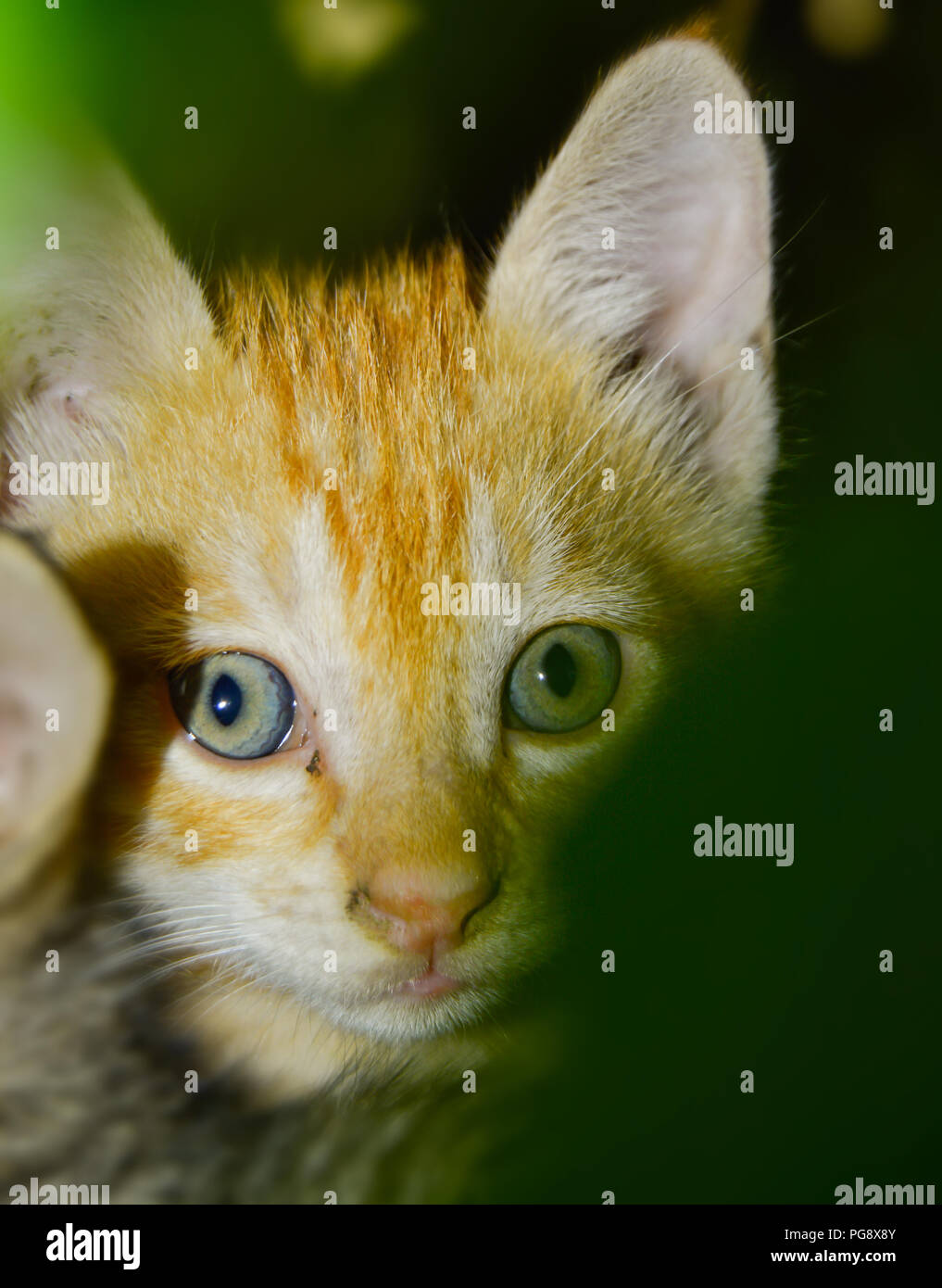 Cat looking from fluffy hi-res stock photography and images - Alamy