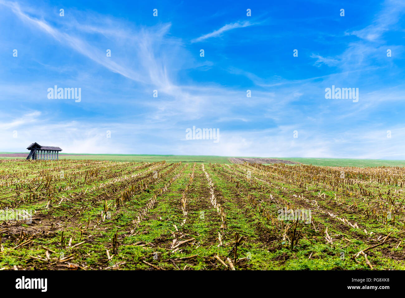 Corn field after harvest with beautiful sky Stock Photo - Alamy