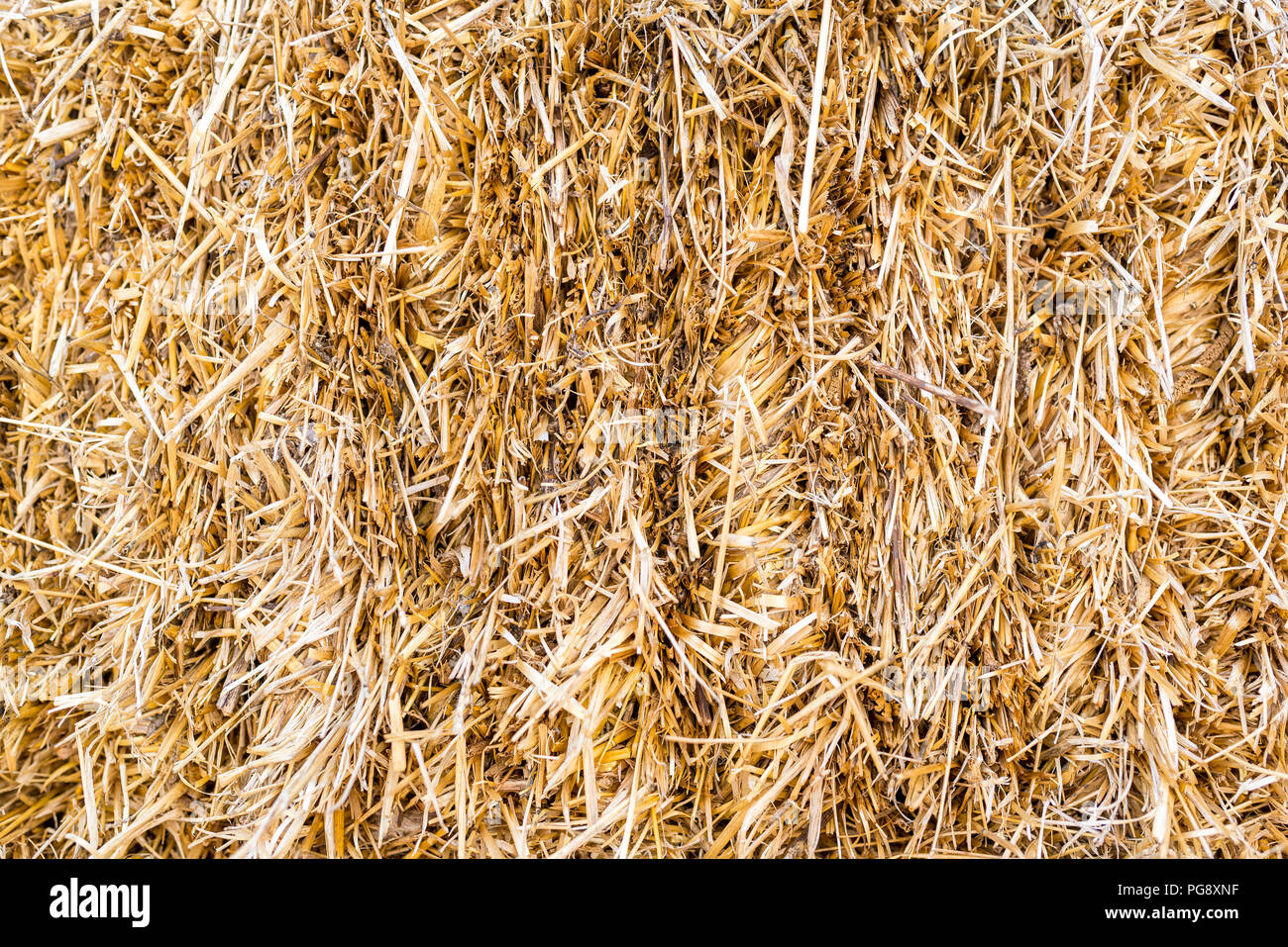 Closeup of a square hay bale Stock Photo - Alamy