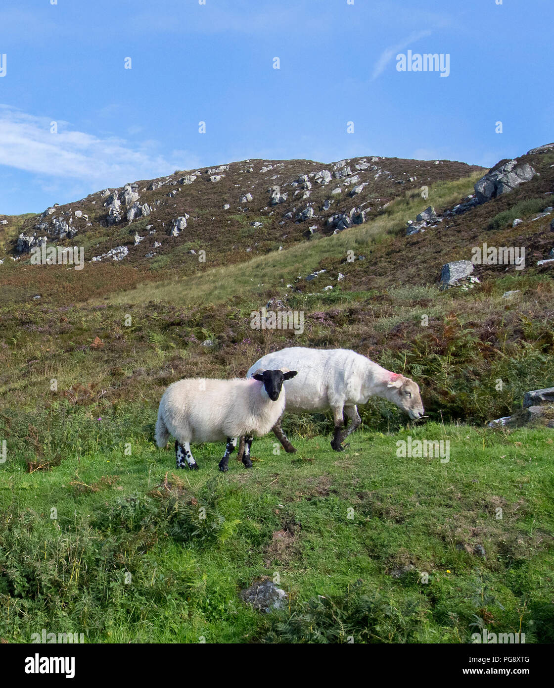COUNTY DONEGAL, IRELAND - AUGUST 12th 2018: Sheep grazing in the ...