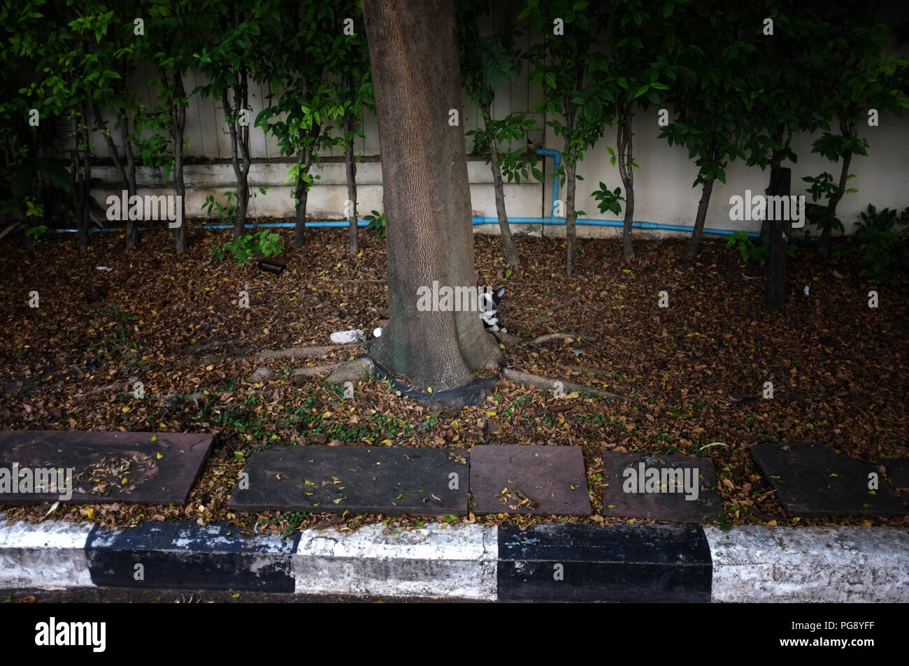 Hidden face tree hi-res stock photography and images - Alamy