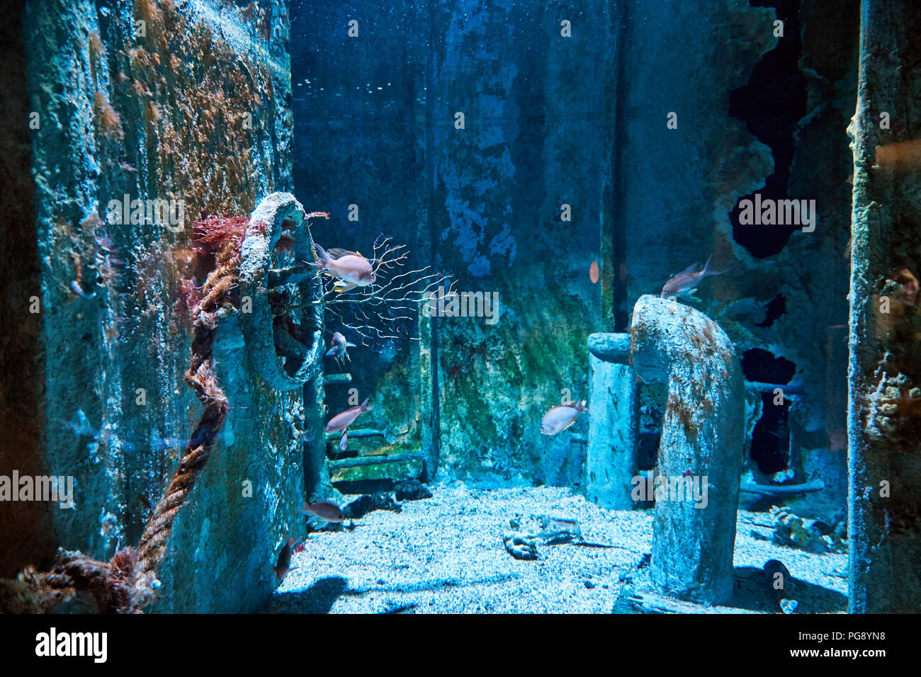 Underwater photography with sea fish, shipwreck and reef Stock Photo ...