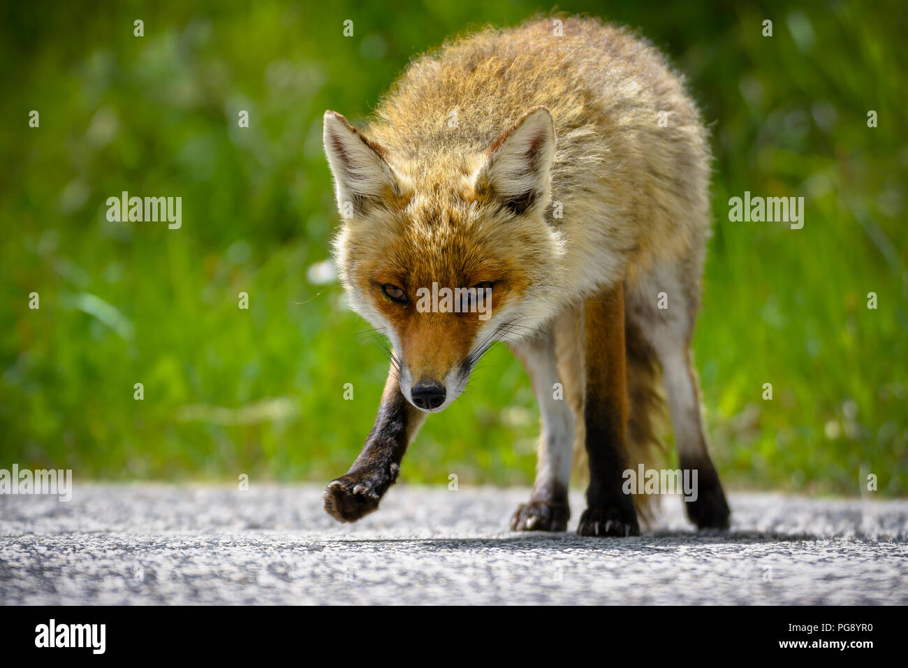 Cartoon hungry fox hi-res stock photography and images - Alamy