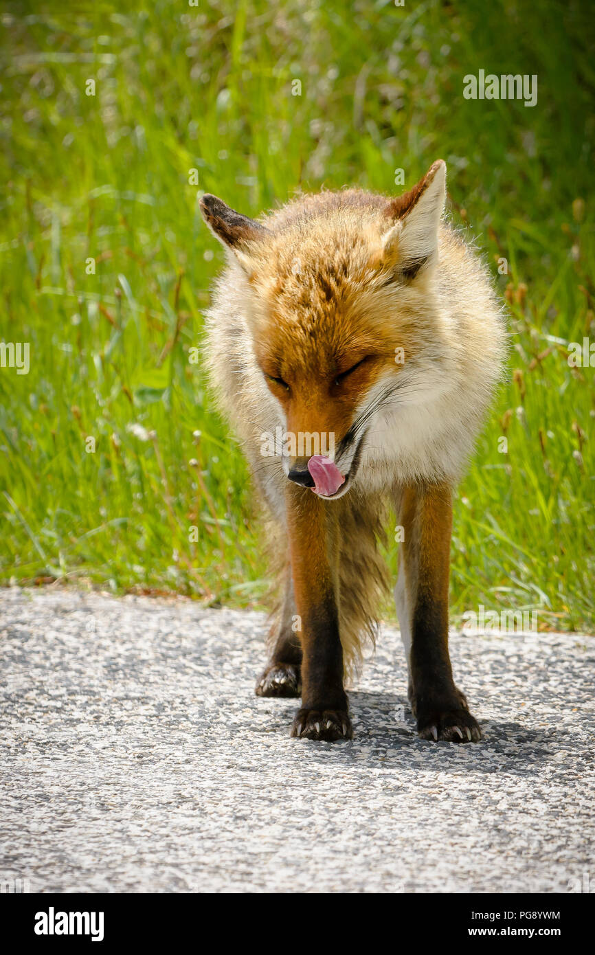 Cartoon hungry fox hi-res stock photography and images - Alamy