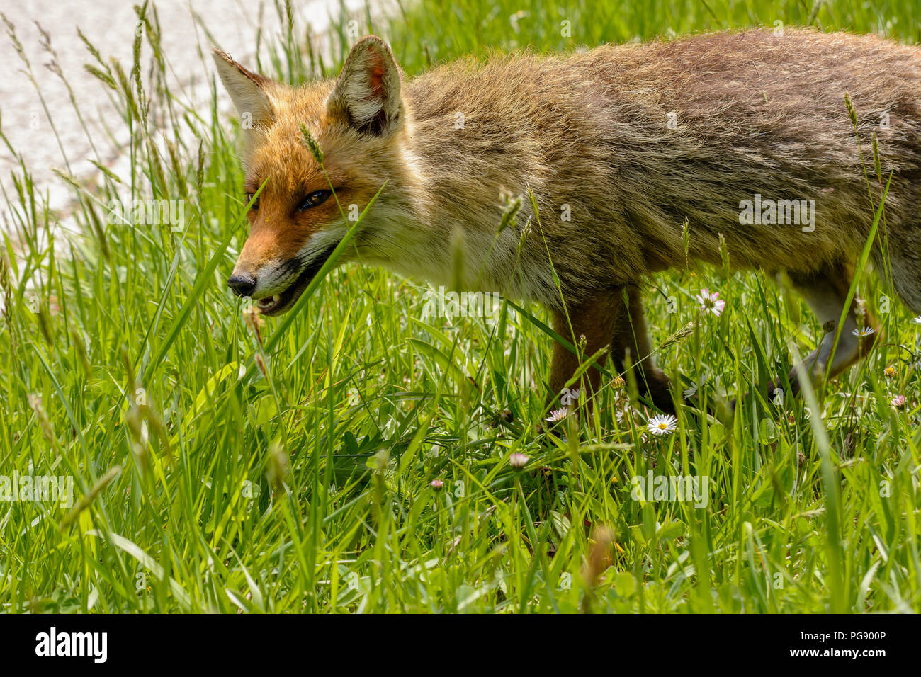 Carnivore foods hi-res stock photography and images - Alamy