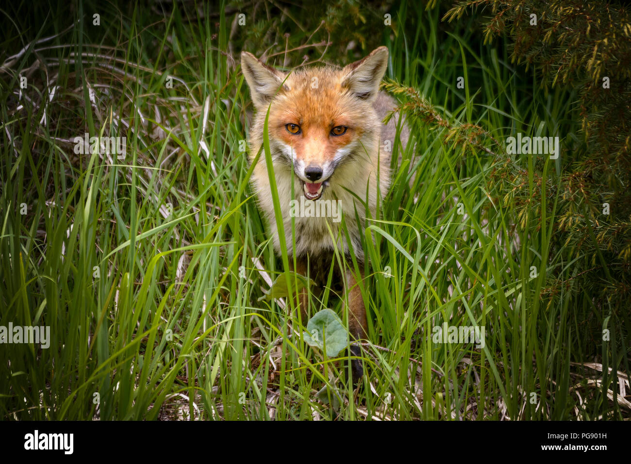 Cartoon hungry fox hi-res stock photography and images - Alamy