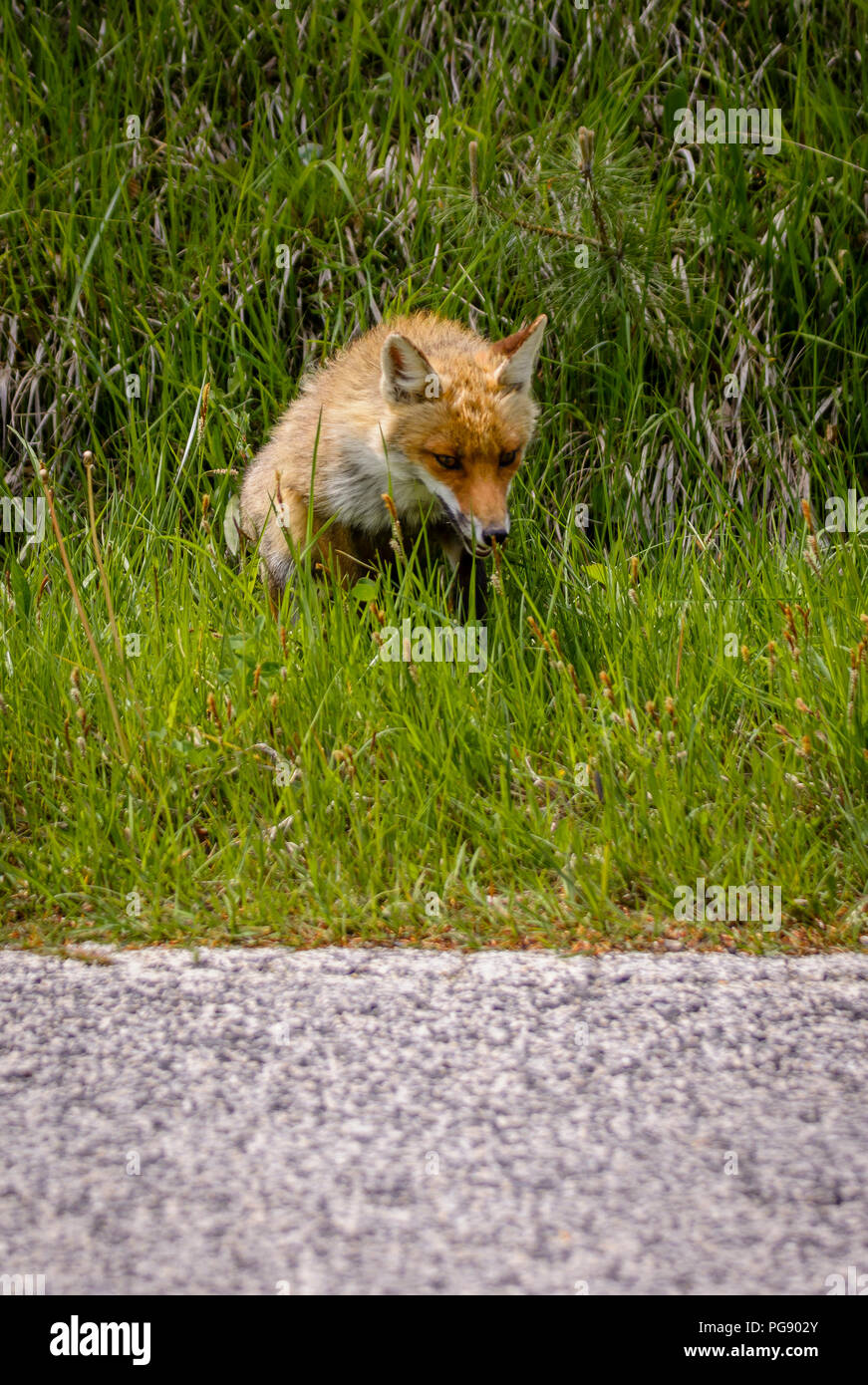 Cartoon hungry fox hi-res stock photography and images - Alamy