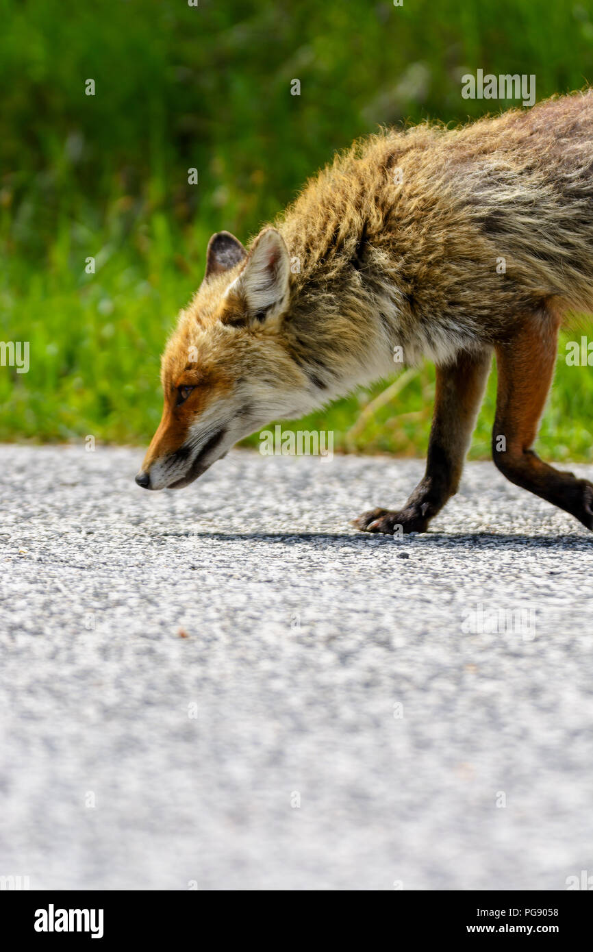 Cartoon hungry fox hi-res stock photography and images - Alamy