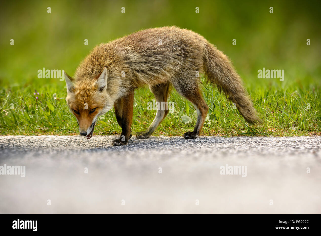 Cartoon hungry fox hi-res stock photography and images - Alamy
