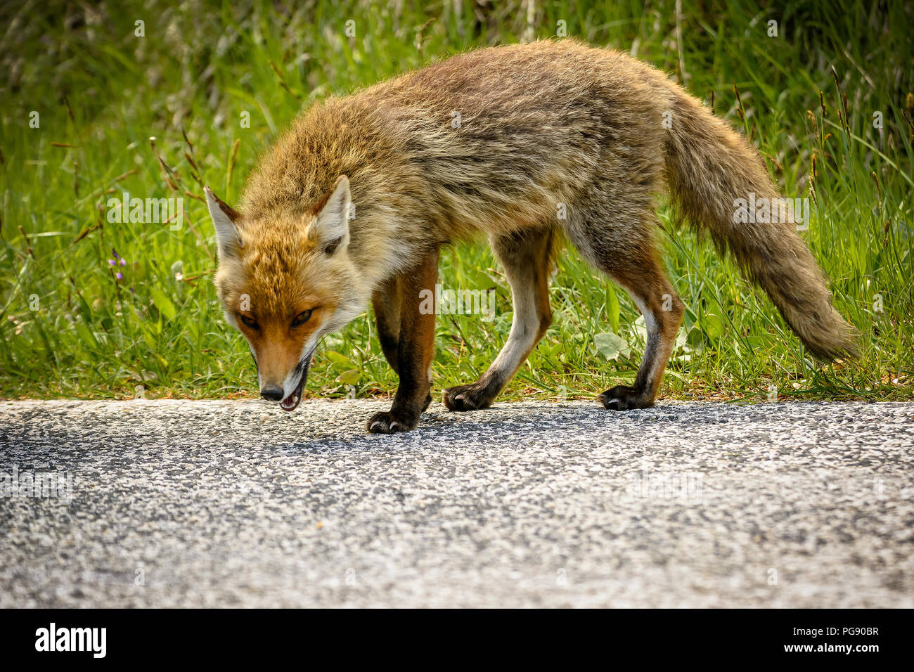 Cartoon Hungry Fox High Resolution Stock Photography and Images - Alamy