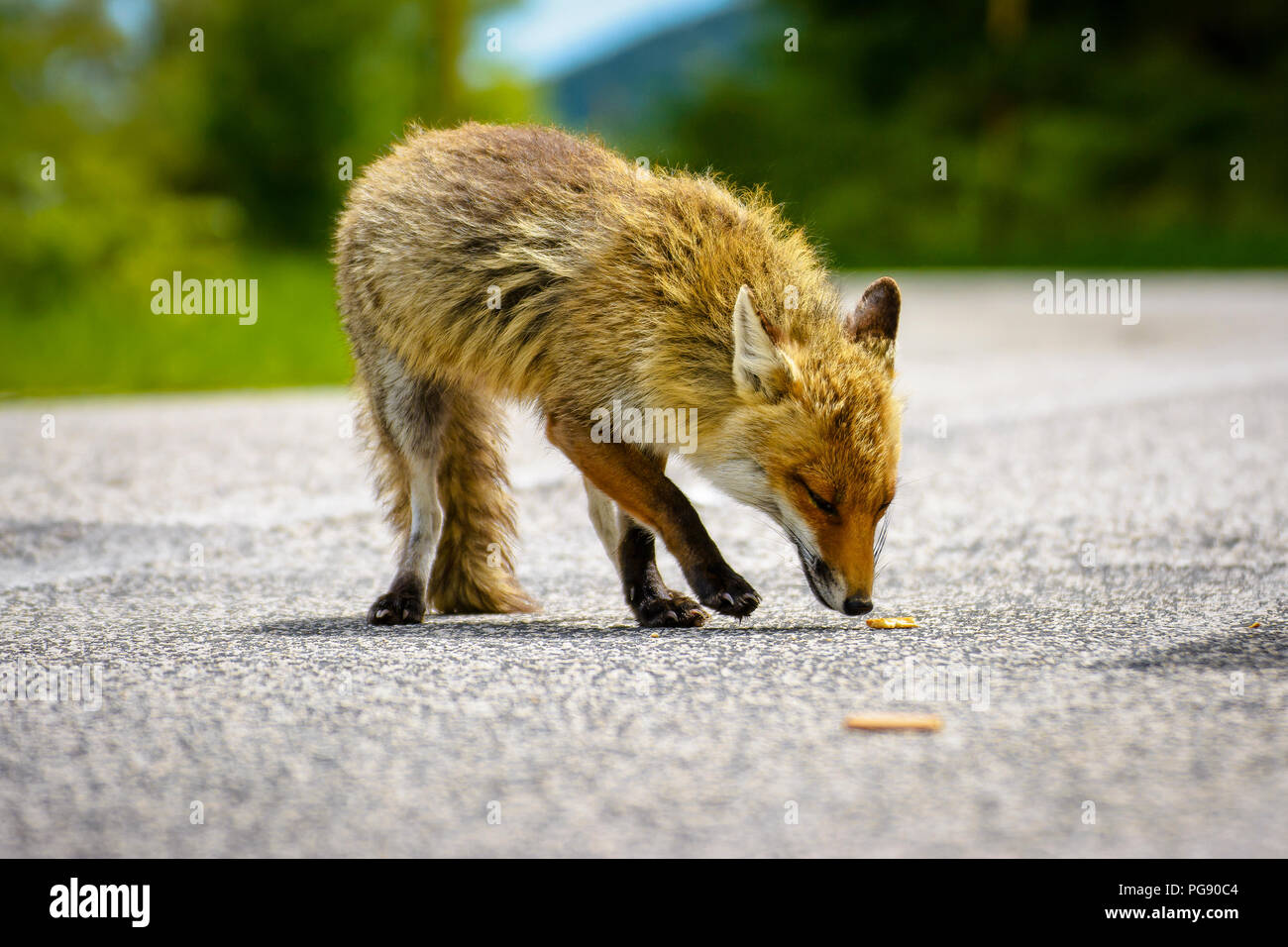 Cartoon hungry fox hi-res stock photography and images - Alamy