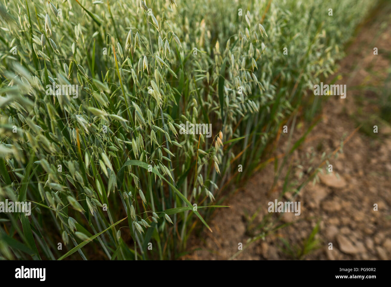 Green oat ears of wheat grow from the ground. Agriculture. Nature ...