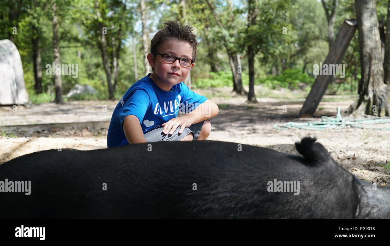 Awesome Pigs on a farm Stock Photo - Alamy