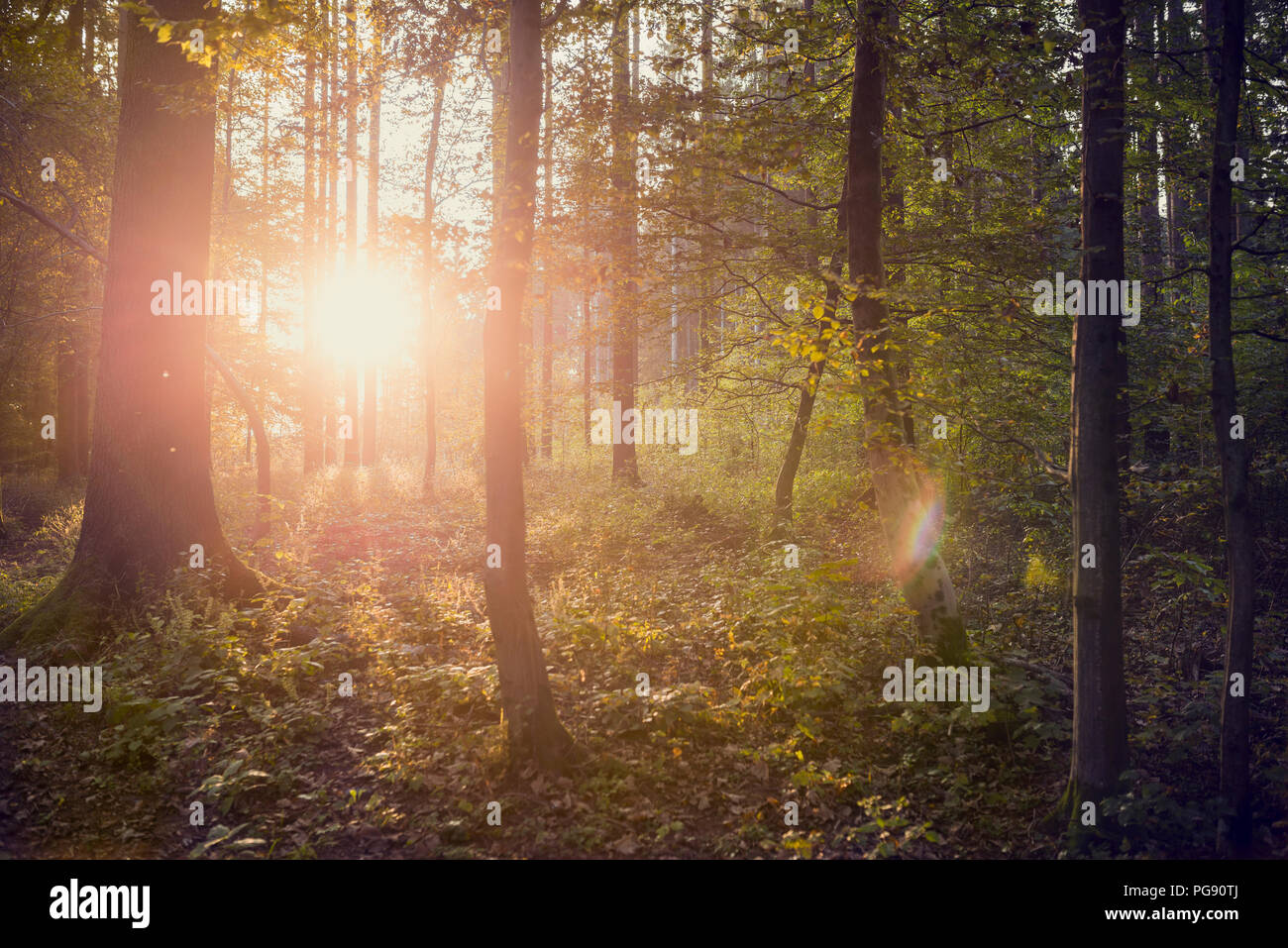 Setting sun shining through tree trunks in beautiful green forest in ...