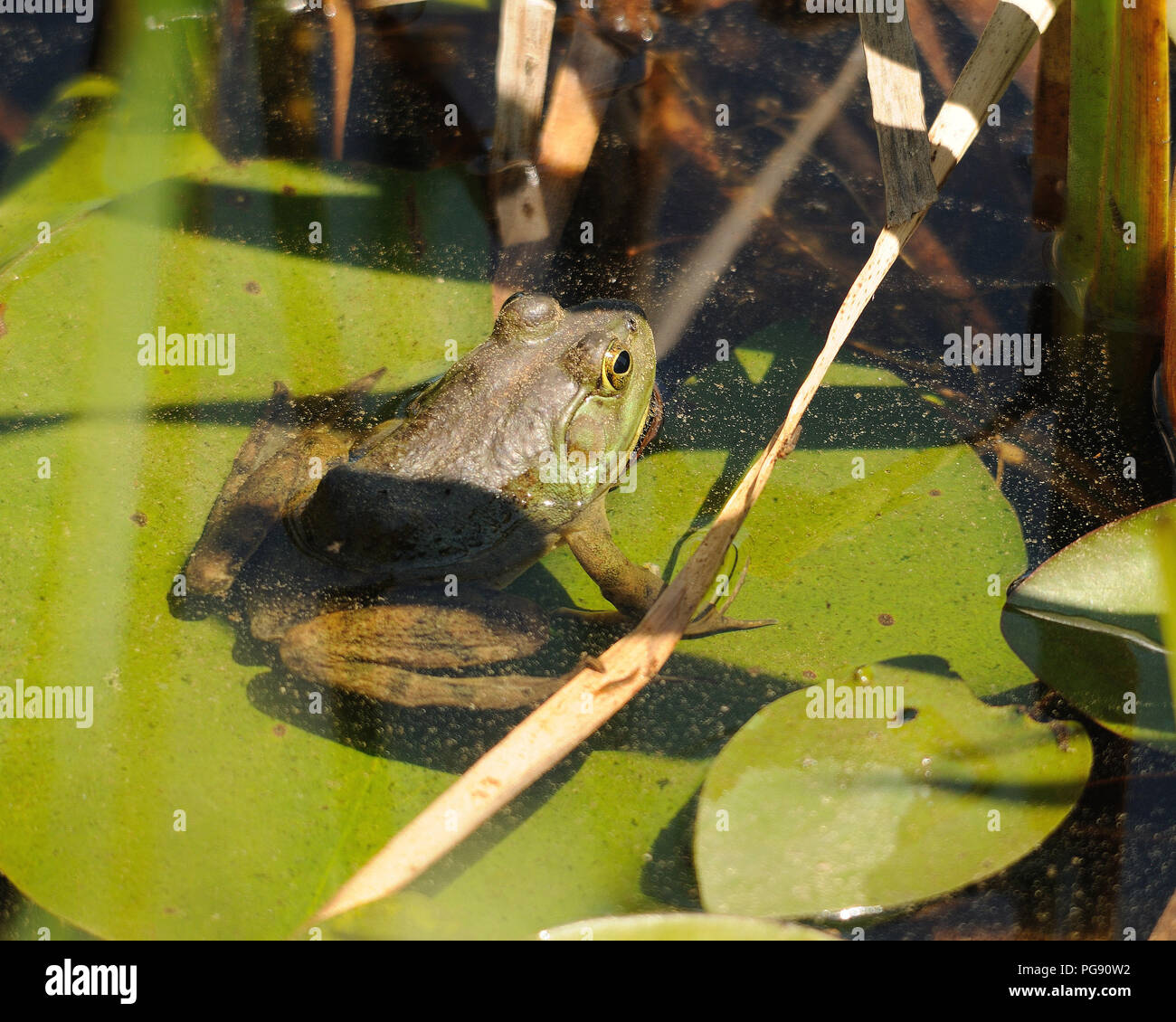 Frog sitting on a log in the water exposing its body, head, legs, eye ...