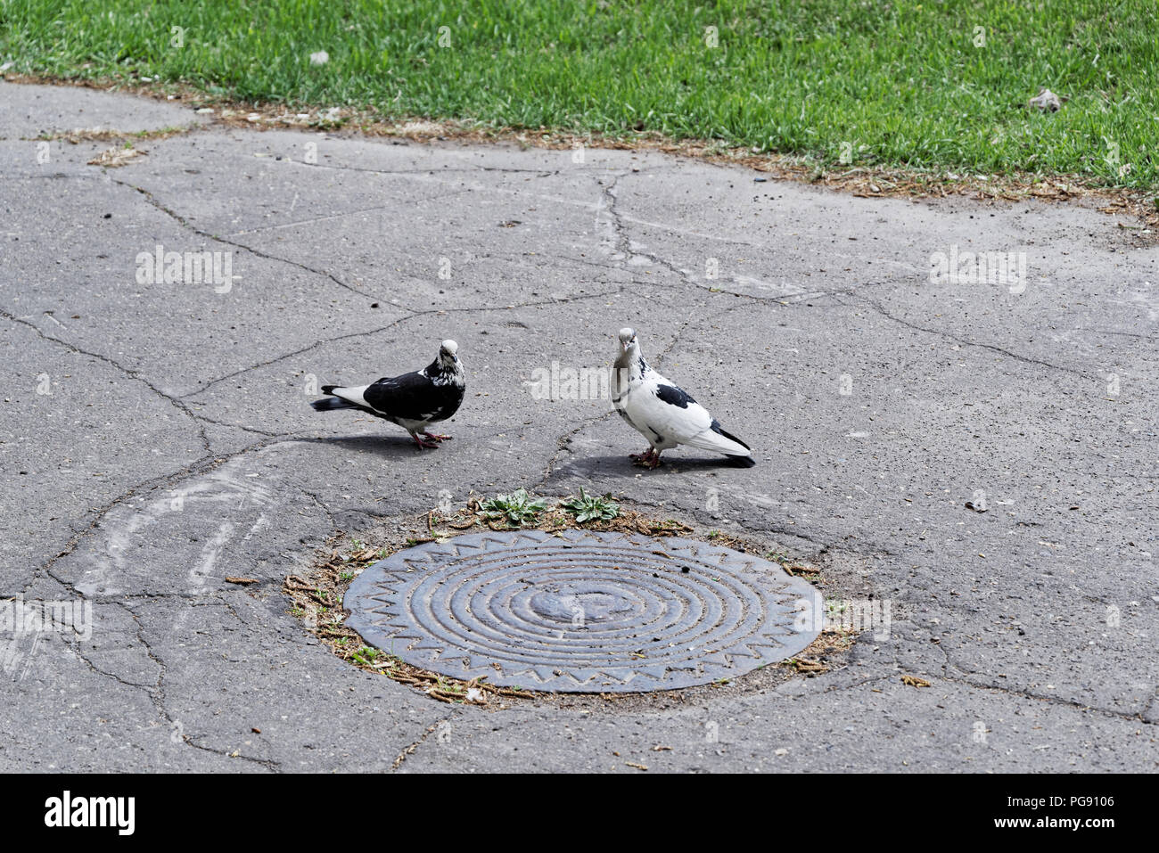 Black and white bird at gully hi-res stock photography and images - Alamy