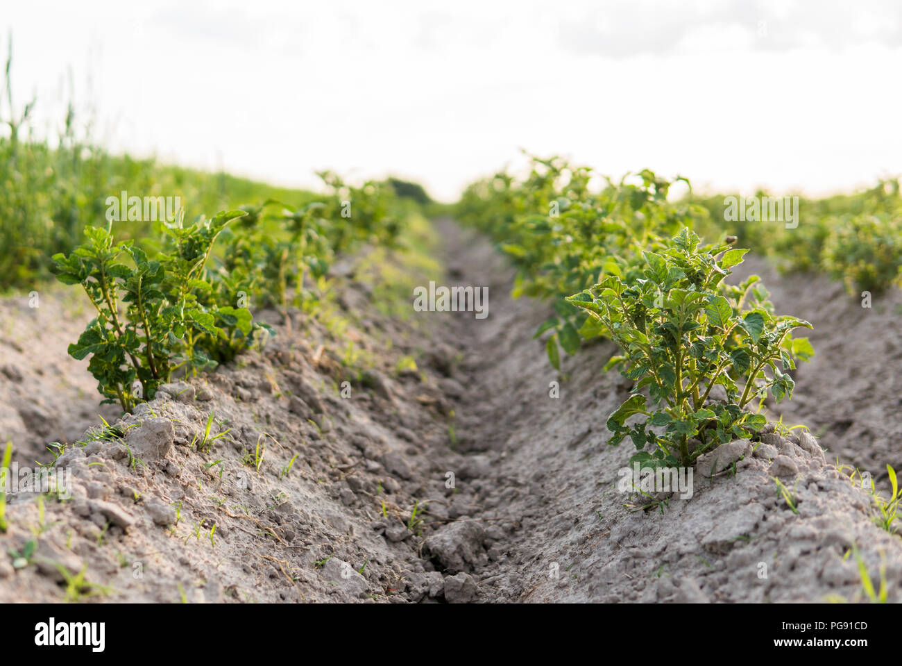 Earth up potato plants hi-res stock photography and images - Alamy