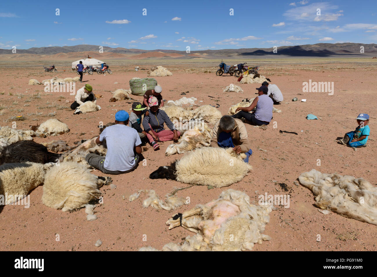 Mongolia sheep hi-res stock photography and images - Alamy