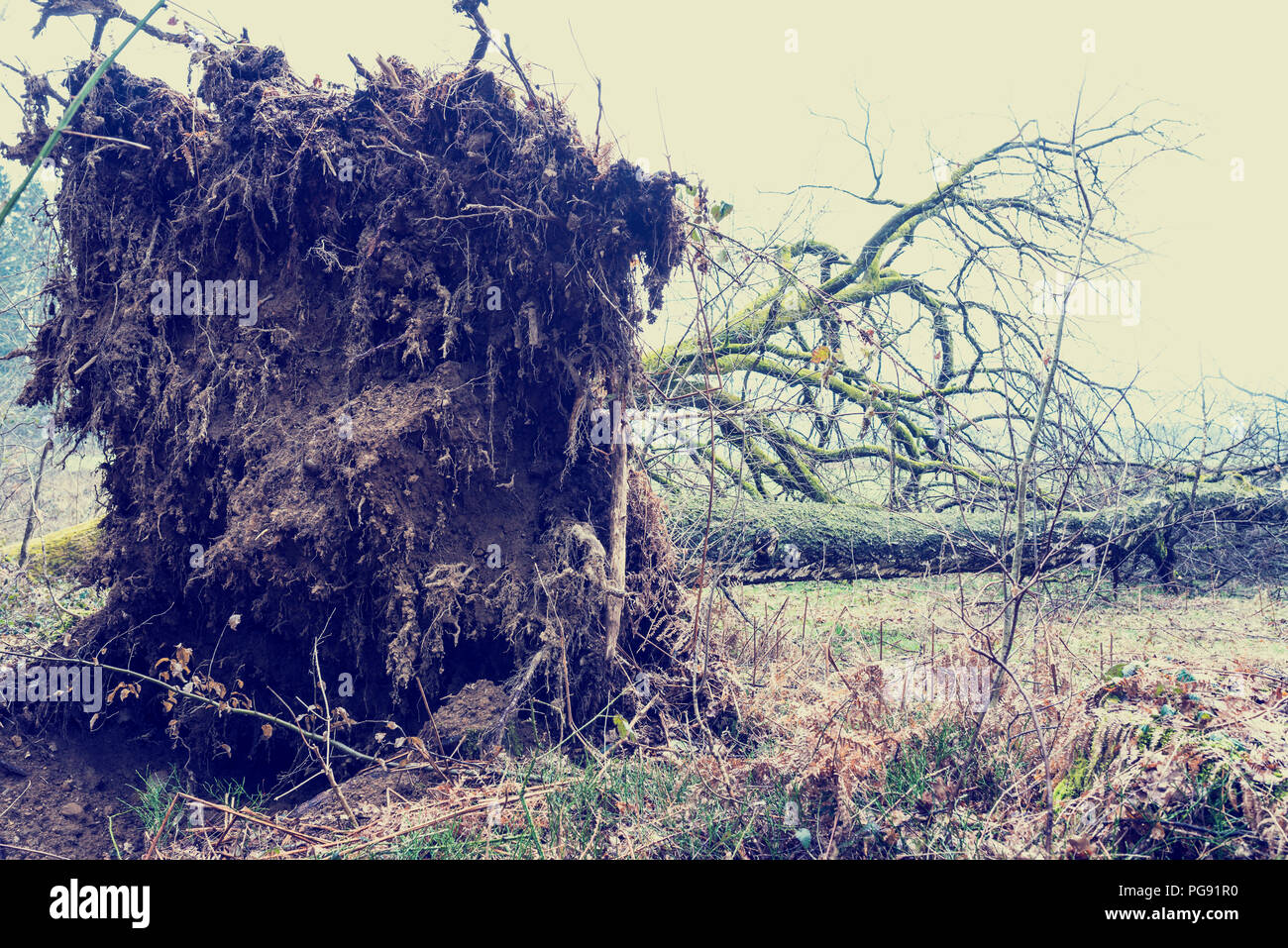 Root system of a tree felled by the force of the wind in a storm lying ...