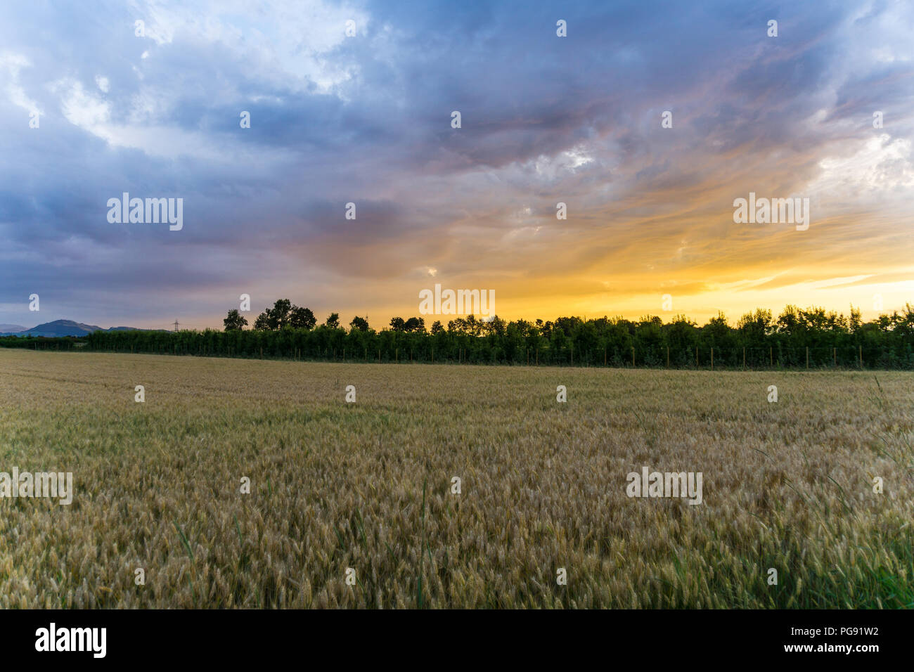 Corn field landscape hi-res stock photography and images - Alamy
