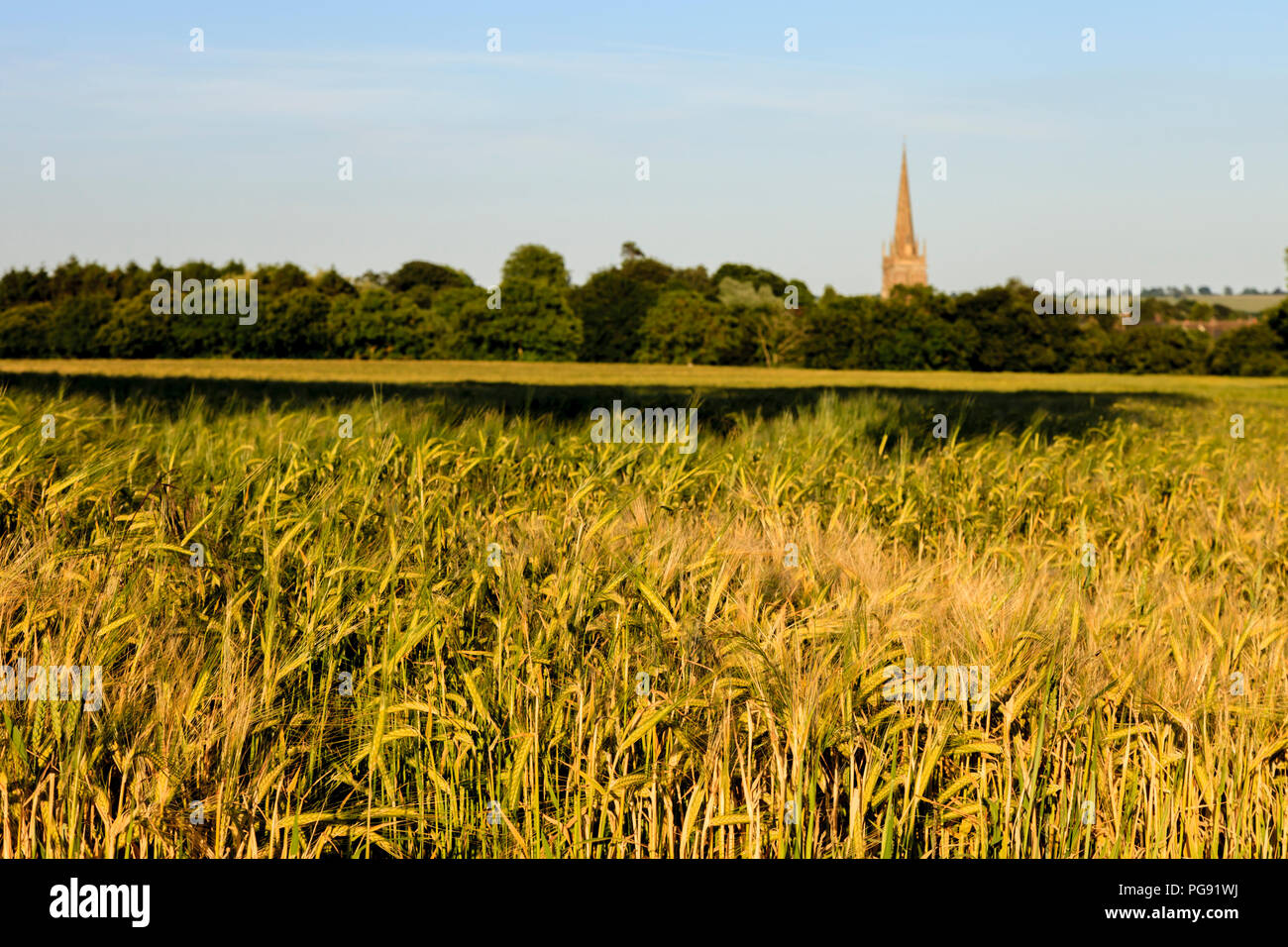 Fields alongside the Jurassic Way footpath, with the spire of All ...