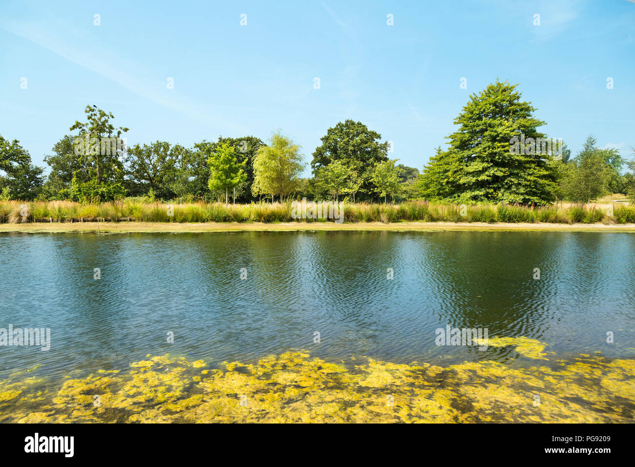 Nice green trees hi-res stock photography and images - Alamy