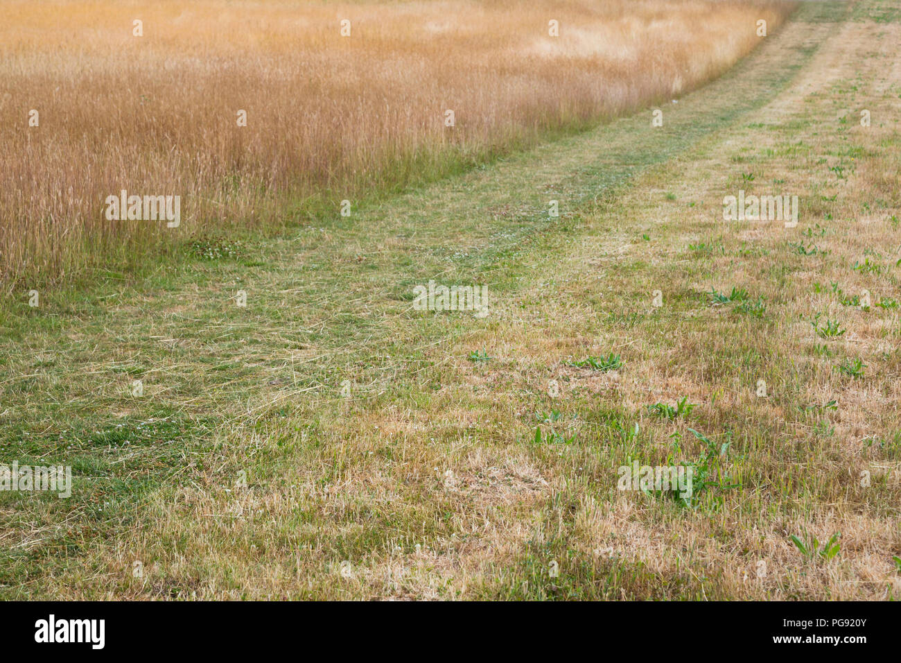 Mown grass pathway hi-res stock photography and images - Alamy
