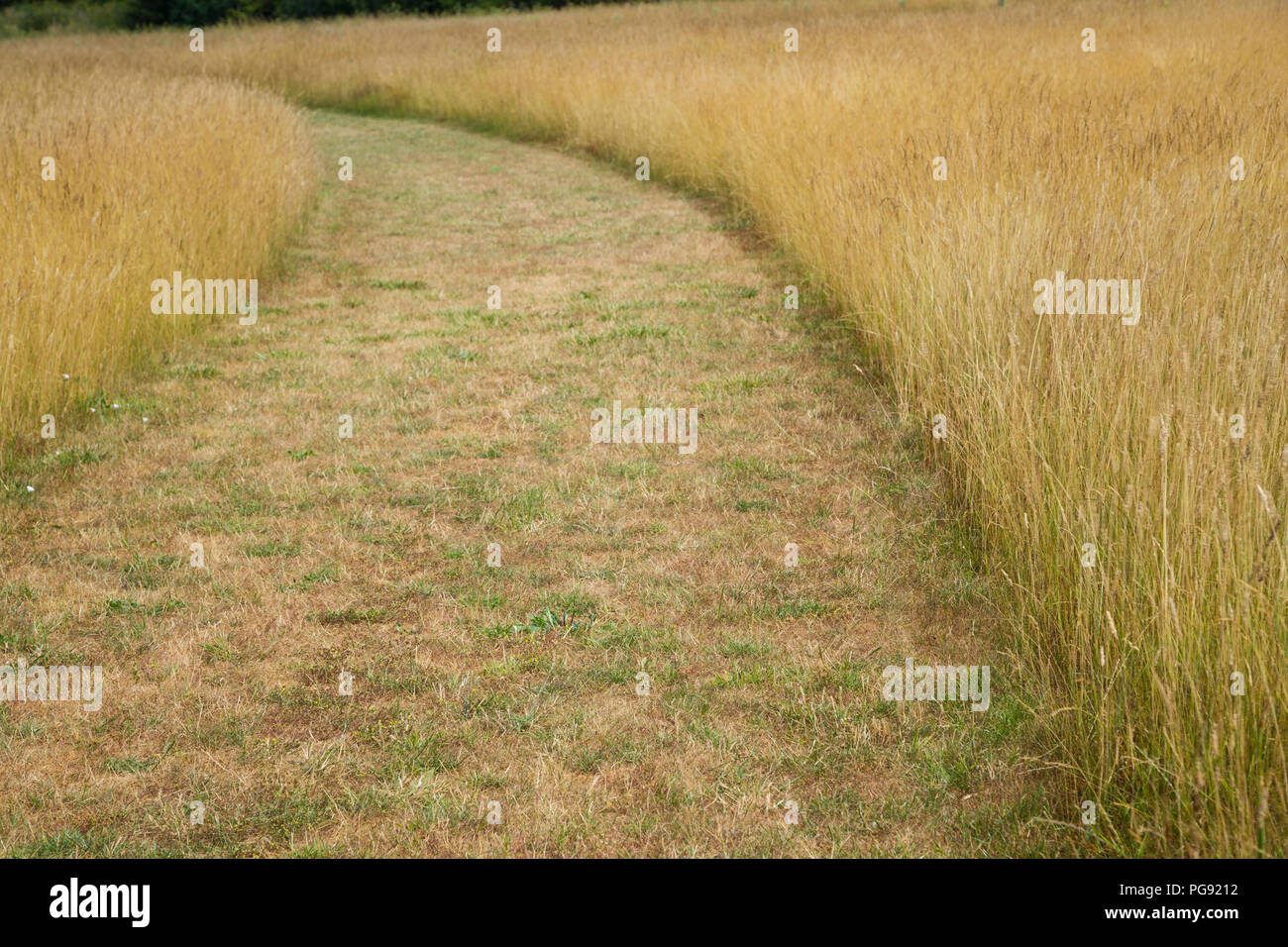 Mown grass path garden hi-res stock photography and images - Alamy