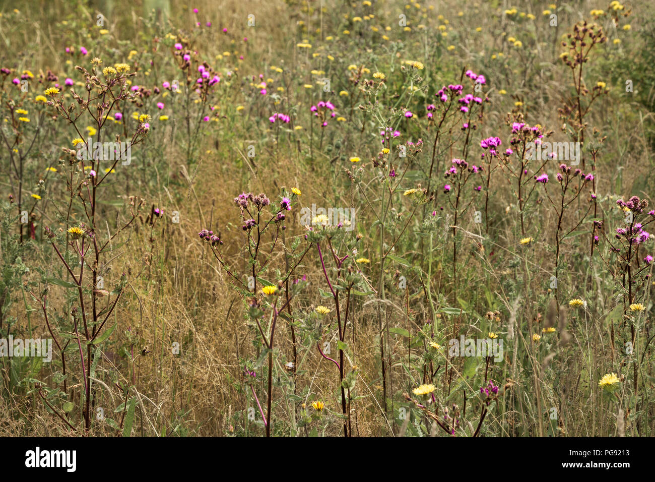 Beautiful vibrant violet colour wild flowers as background close up ...