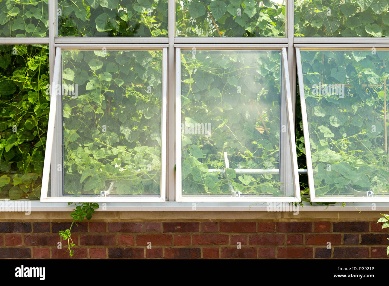 Close up Greenhouse windows and part of the wall full of green plants ...