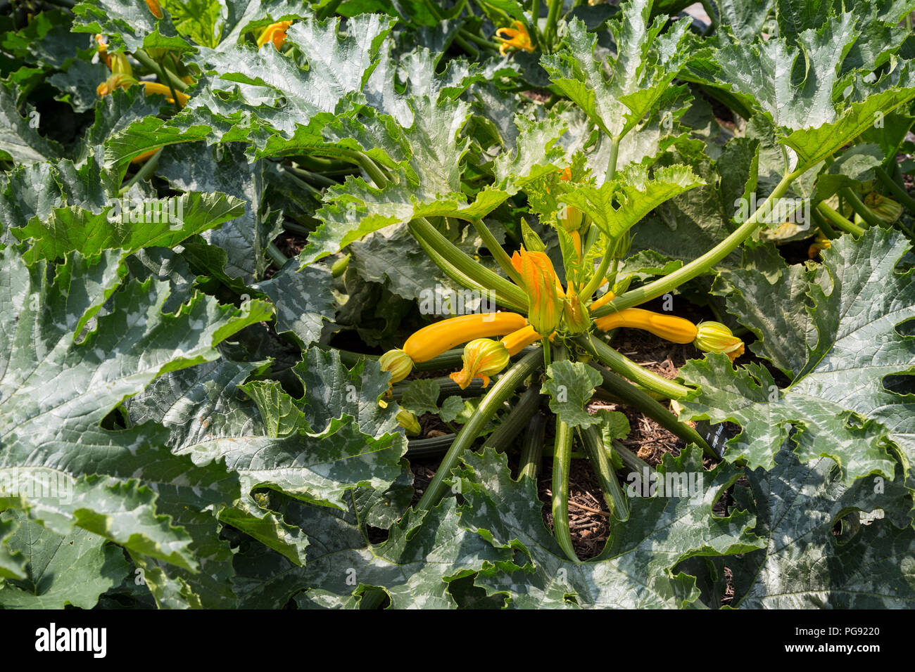 Courgette foliage hi-res stock photography and images - Alamy
