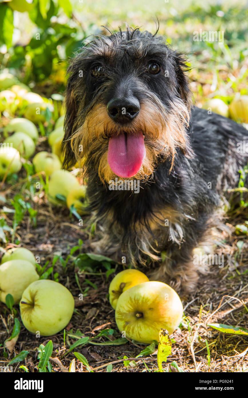 Funny dachshund dog on a walk under a tree with apples. Dog on green ...