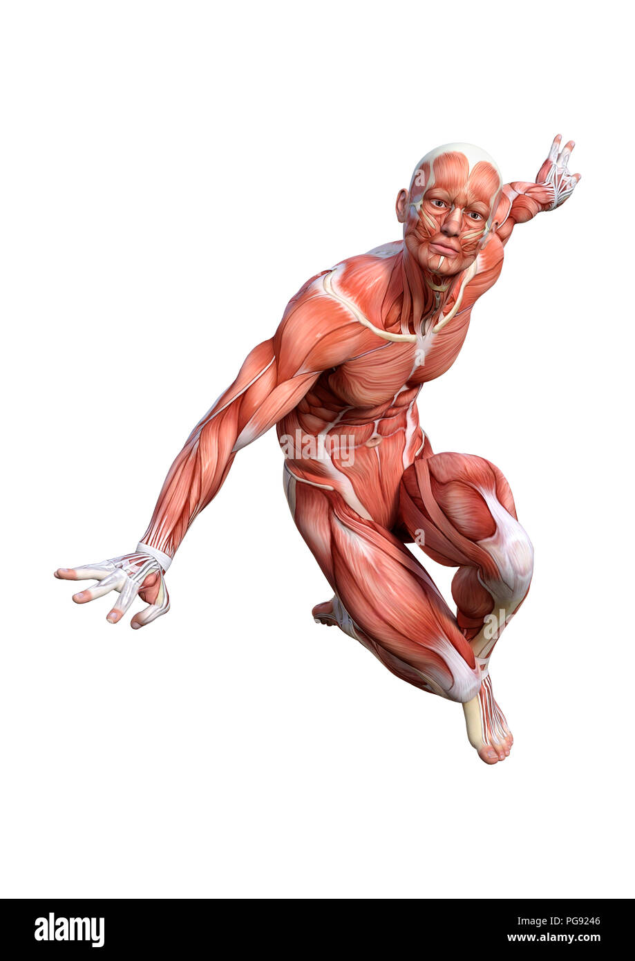 3D rendering of a male anatomy figure with muscles map isolated on ...