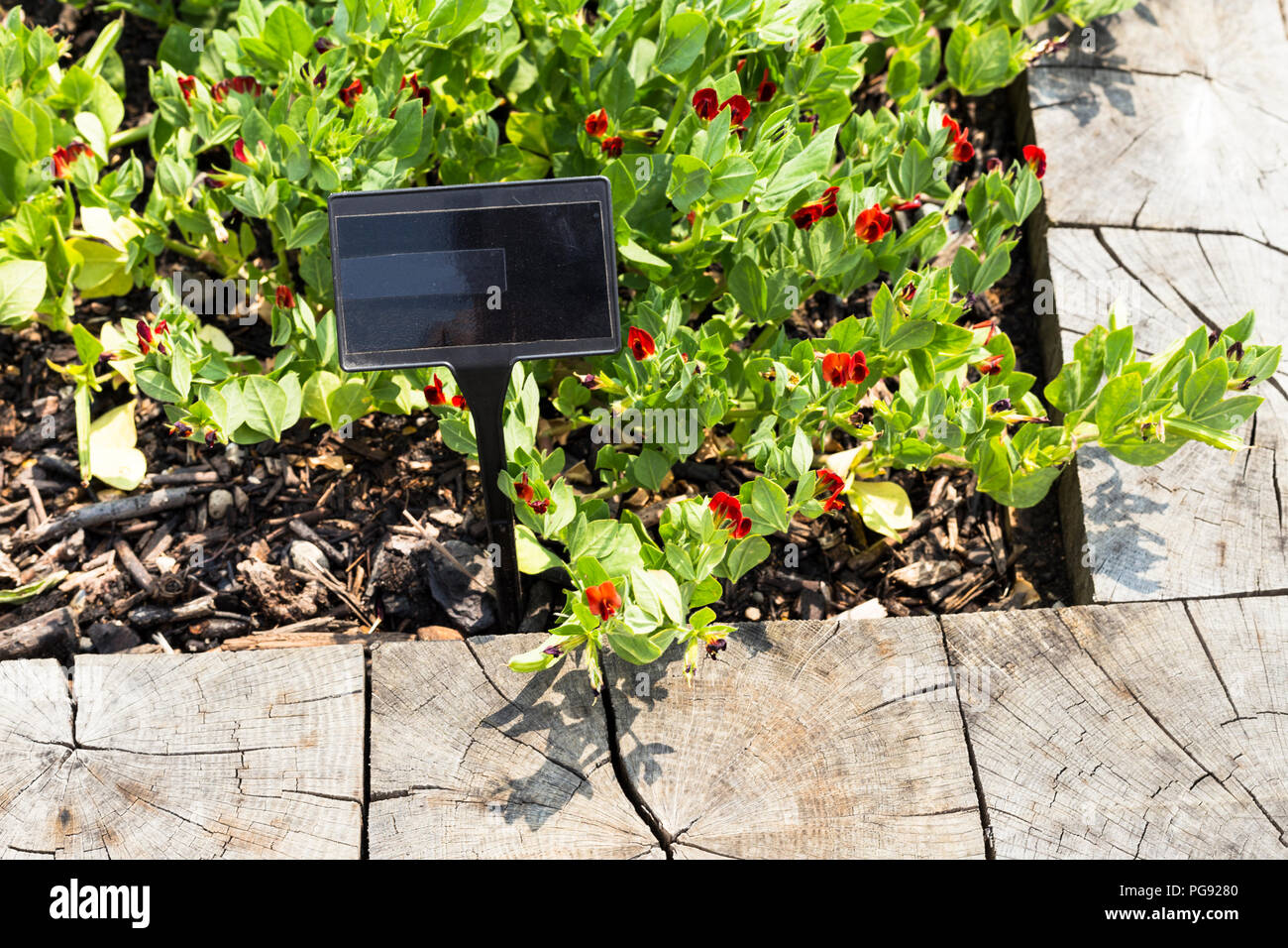 Asparagus pea plant winged bean also known as Goa bean, four angled ...