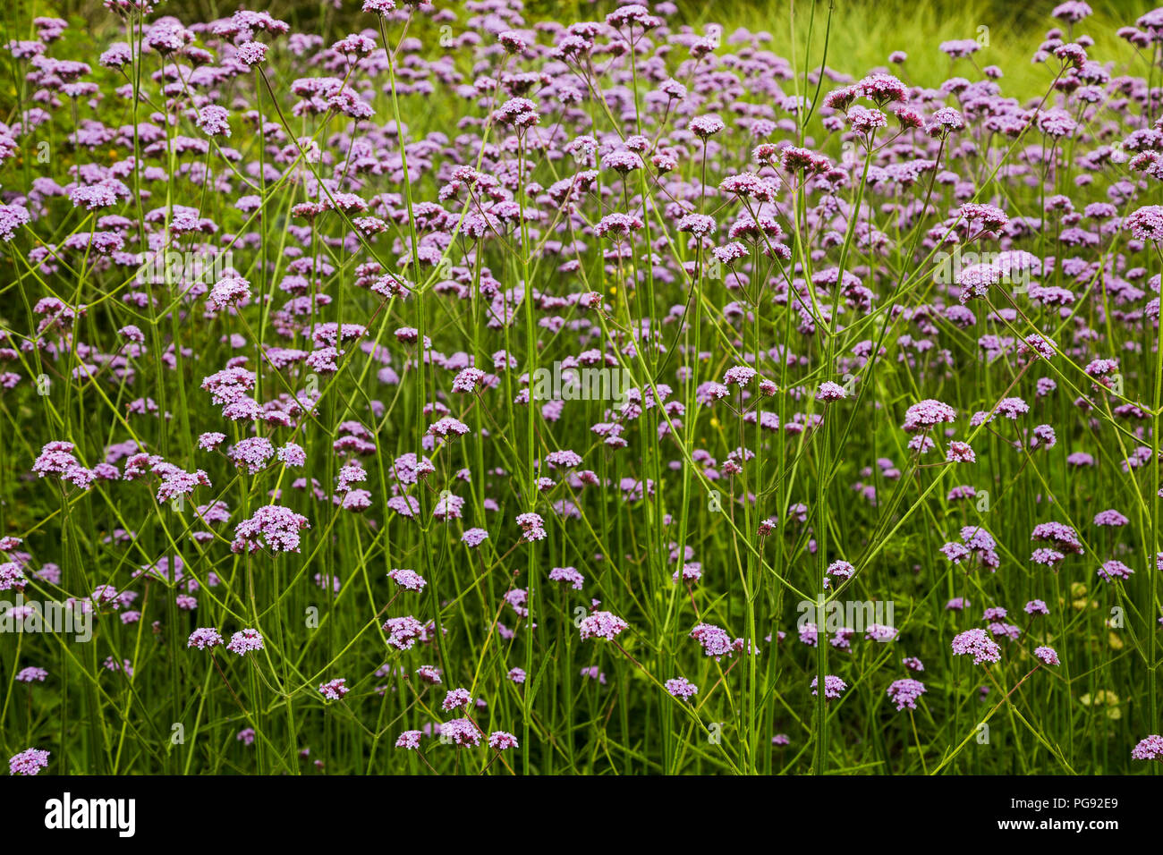 Beautiful vibrant violet colour small flowers as background close up ...
