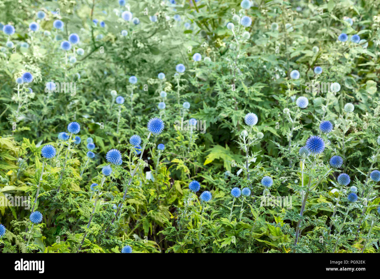 Beautiful vibrant blue colour flowers as background close up Stock ...