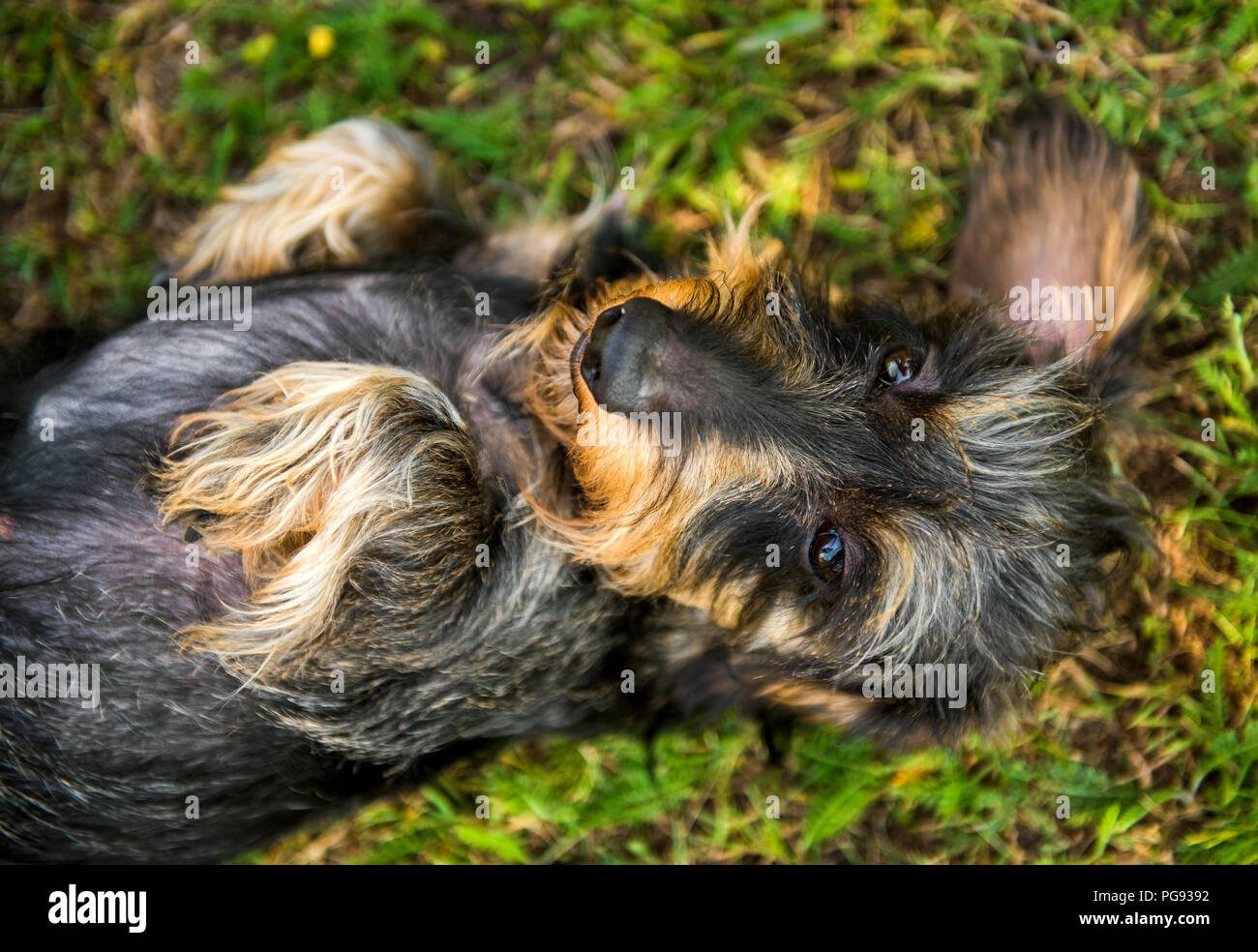 Funny dachshund dog has a sunstroke. Dog and mites insects Stock Photo ...