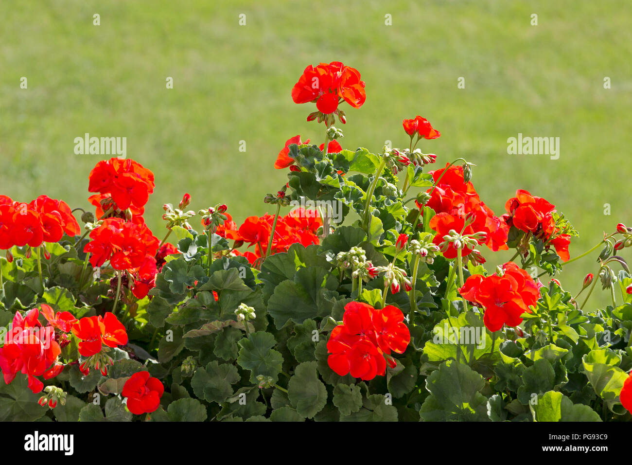 Blossoming red geranium hi-res stock photography and images - Alamy