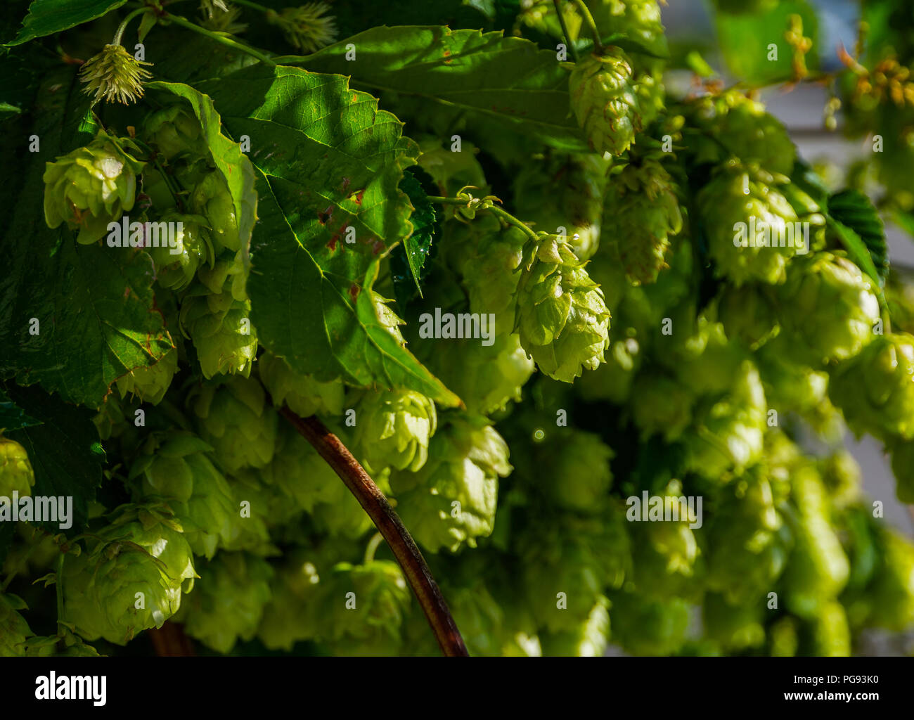 Hop cone plant beer barley hi-res stock photography and images - Alamy