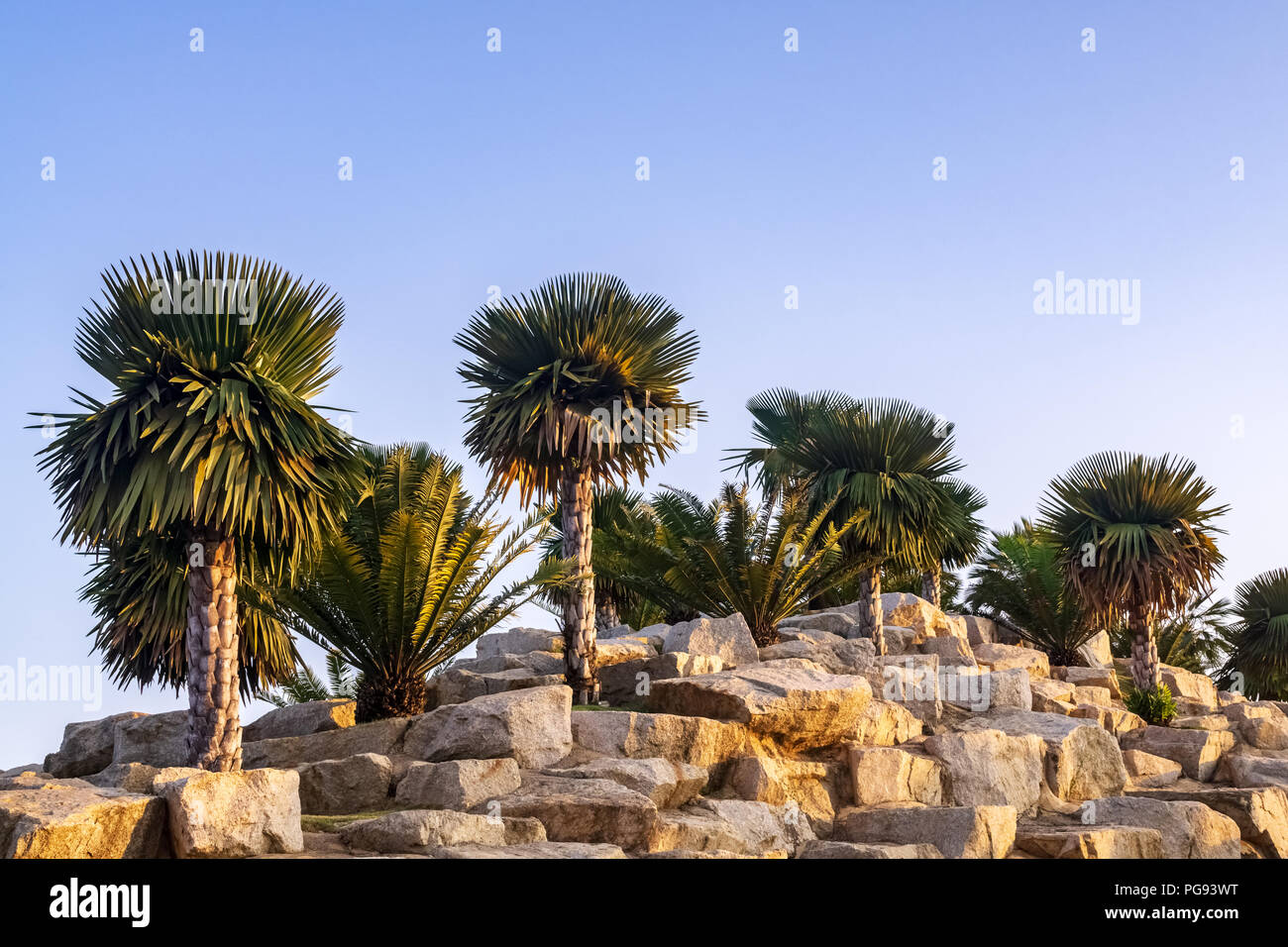 Cycad tree hi-res stock photography and images - Alamy