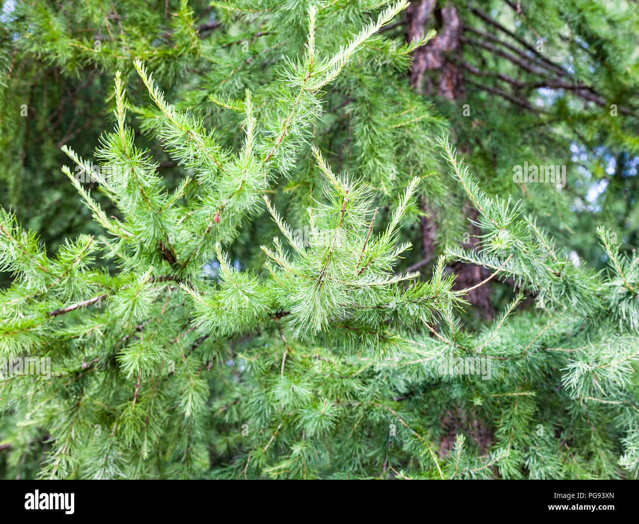 Russian larch hi-res stock photography and images - Alamy