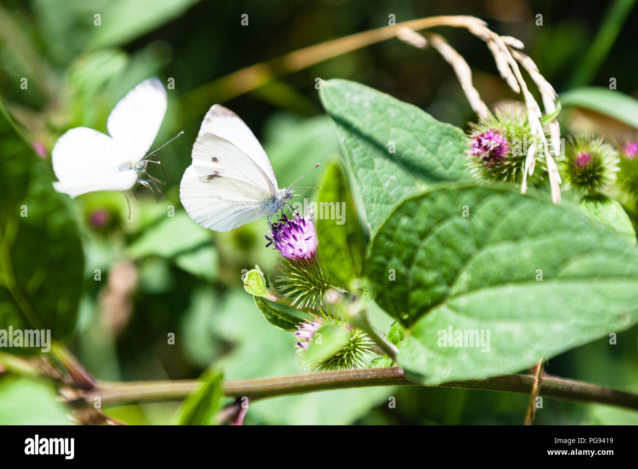 large white butterflies on flowers of greater burdock plant in ...