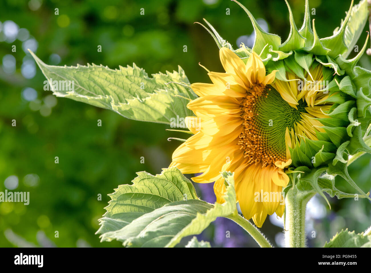 Helianthus annuus. Sunflower head opening with half of the petals ...