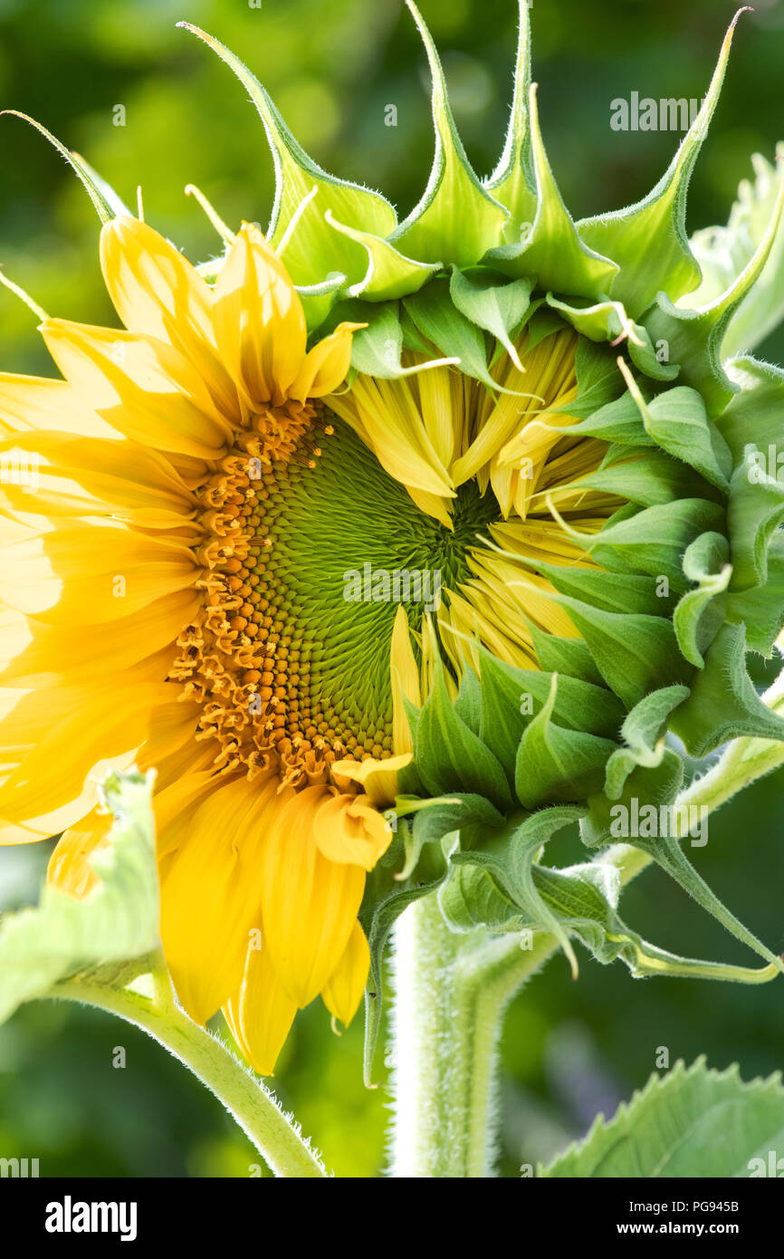 Sunflower half flower hi-res stock photography and images - Alamy