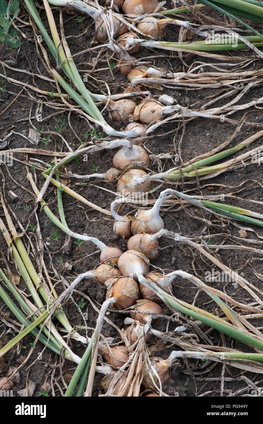 Allium cepa aggregatum hi-res stock photography and images - Alamy