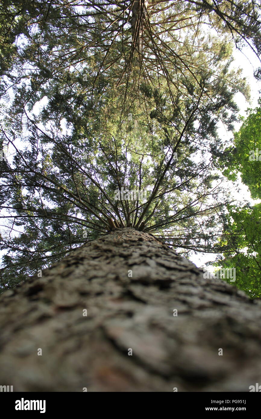 Scaly Bark High Resolution Stock Photography and Images - Alamy